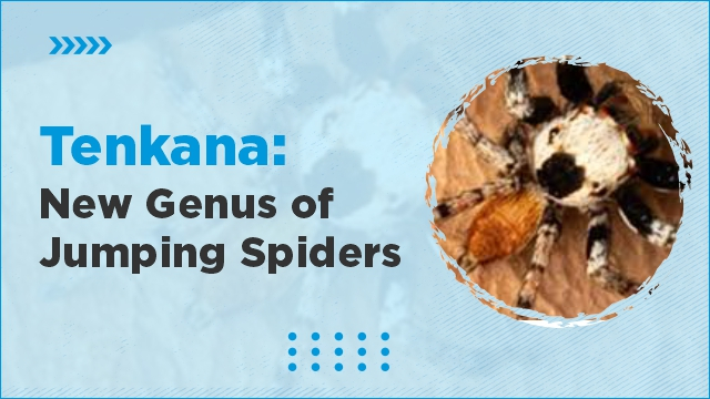 Tenkana: New Genus of Jumping Spiders | MADE EASY Current Affairs -2024